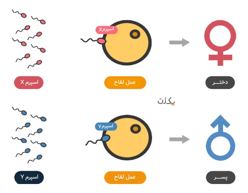 روش های تعیین جنسیت قبل از بارداری یک زن